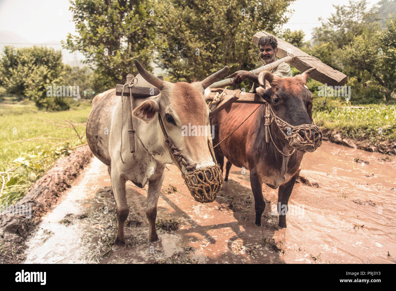 Bull pulling plow hi-res stock photography and images - Alamy