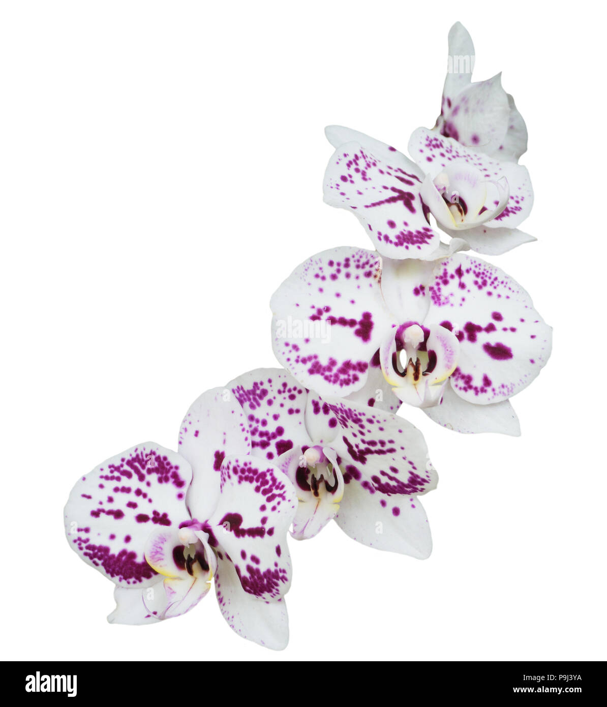 Irregular flowers hi-res stock photography and images - Alamy