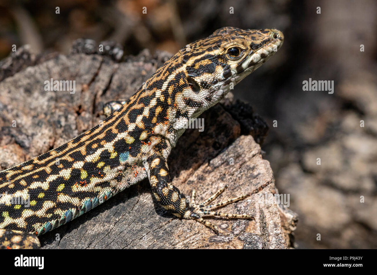 Detail of a Tyrrhenian Wall Lizard (Podarcis tiliguerta) Basking on a ...
