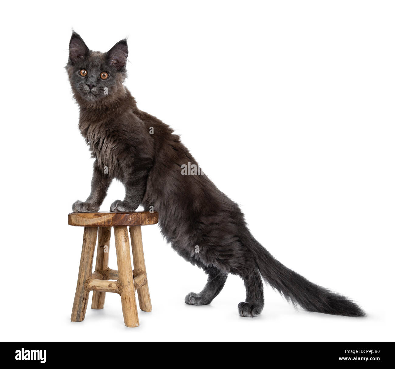 Very cute solid blue Maine Coon cat kitten standing side ways with ...