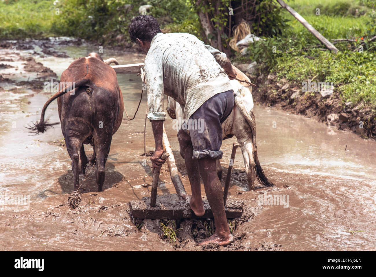 Bull pulling plow hi-res stock photography and images - Alamy