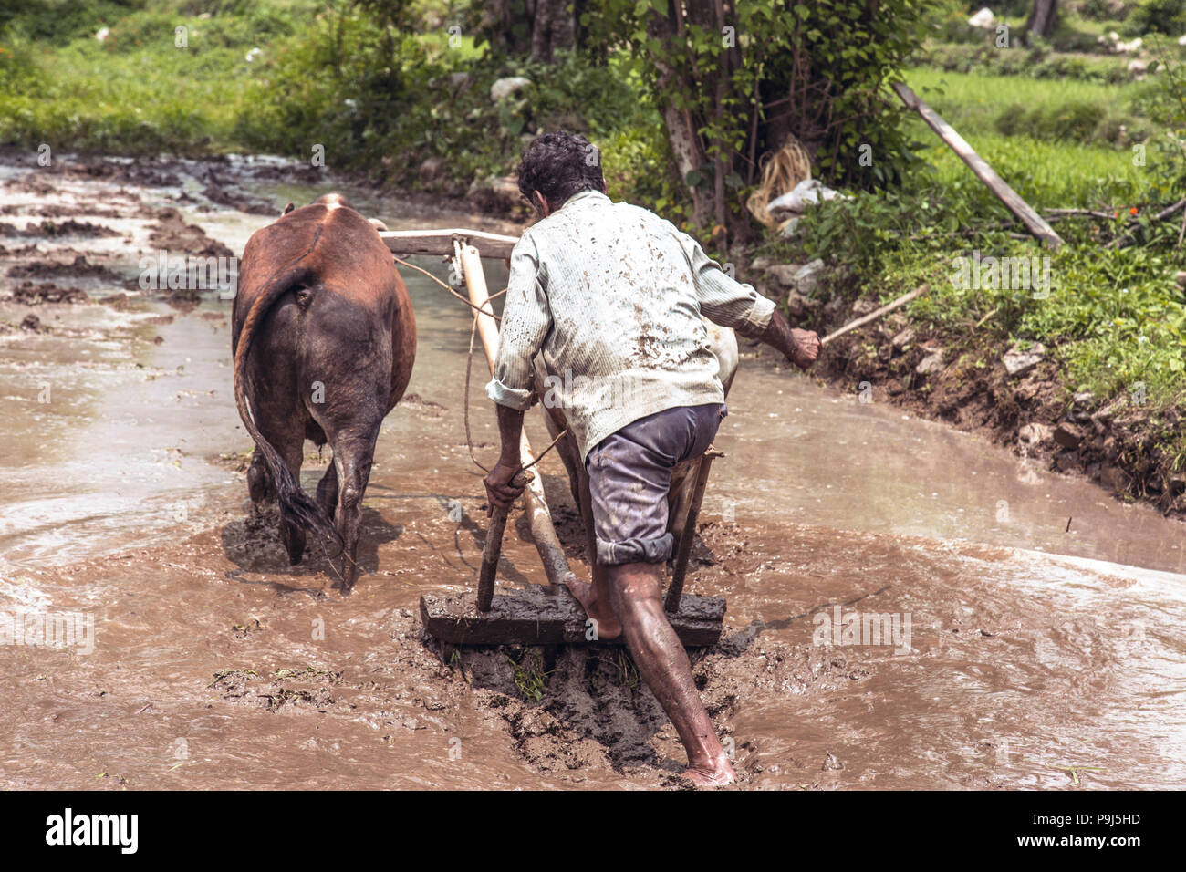 Bull pulling plow hi-res stock photography and images - Alamy