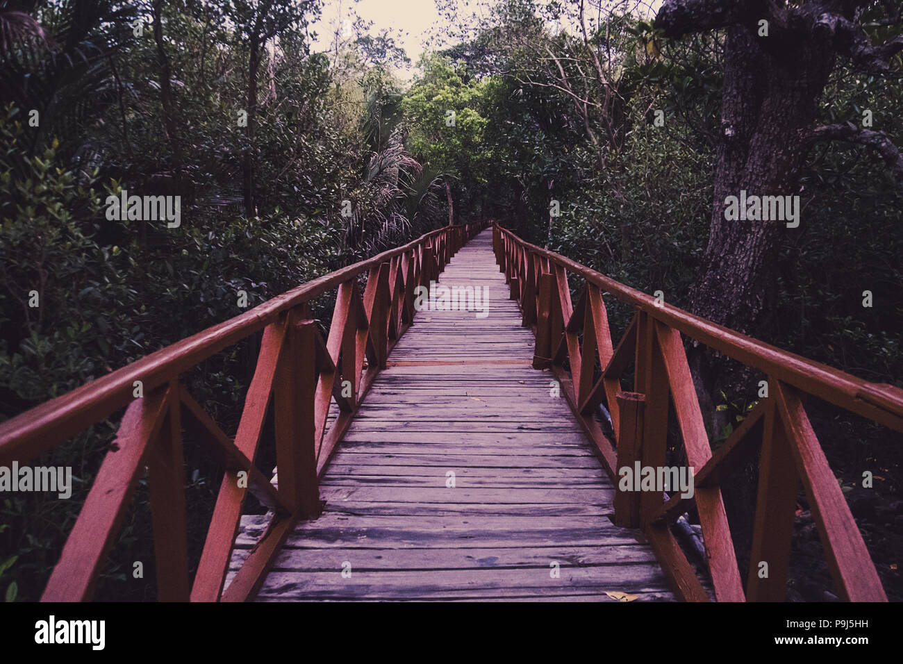 Jungle landscape in vintage style. Wooden bridge at tropical rain ...