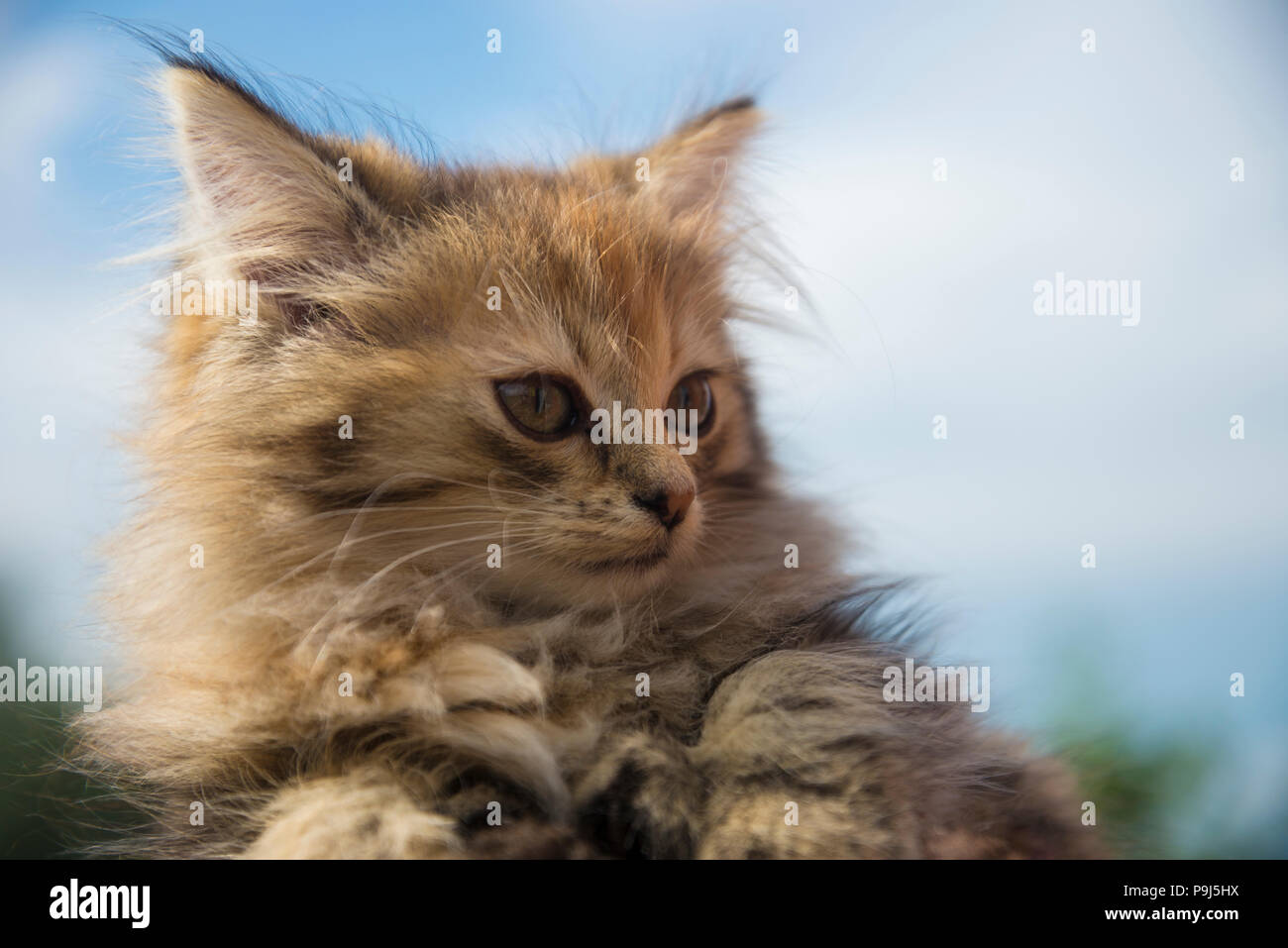 little cute kitten Stock Photo - Alamy