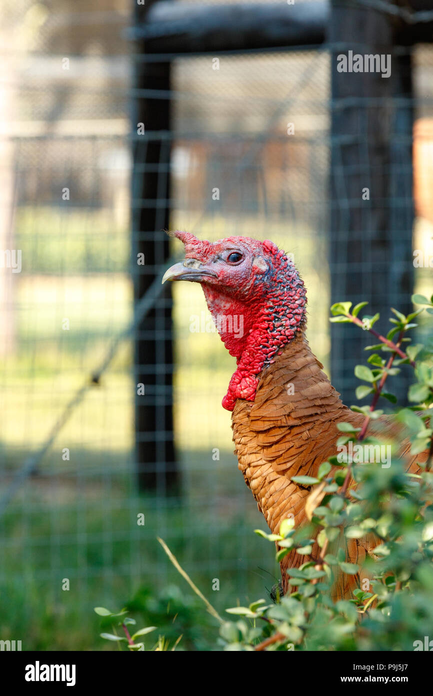 Turkey standing behind the bushes and looking to the other side Stock ...