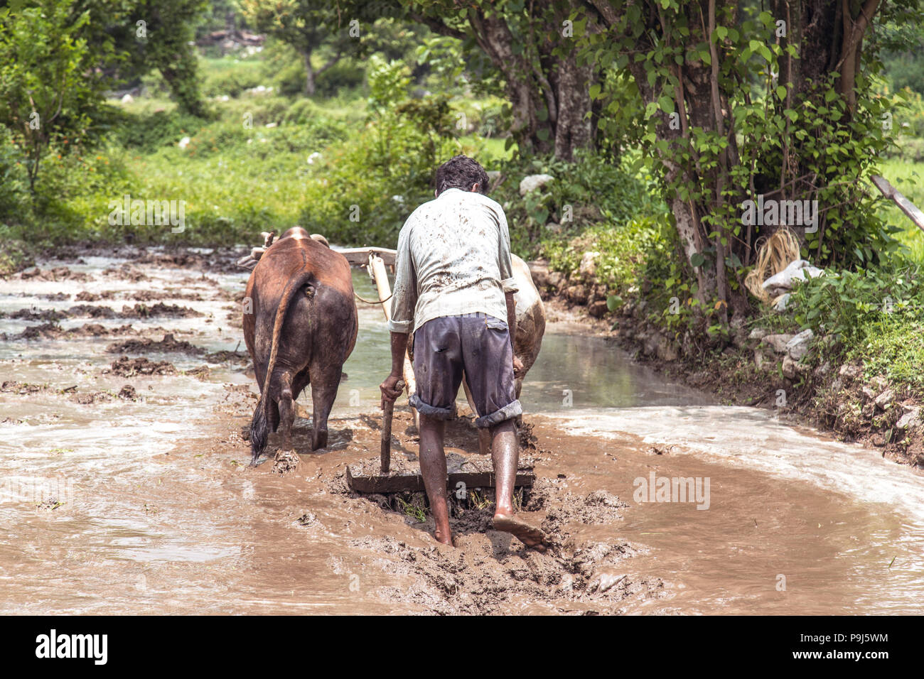 Indian farmer ploughing his fields Stock Photo - Alamy