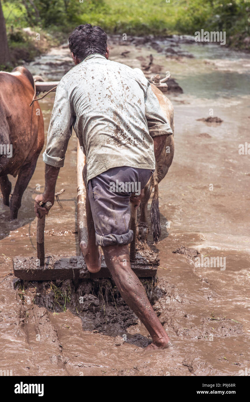 Bull pulling plow hi-res stock photography and images - Alamy