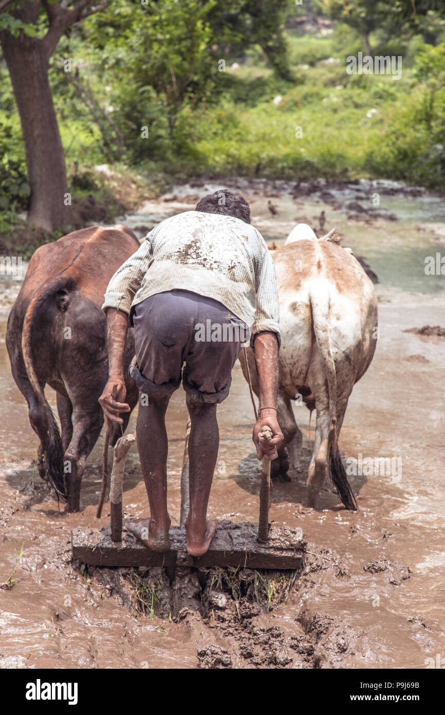 Indian farmer preparing and leveling a new rice paddy field using a ...