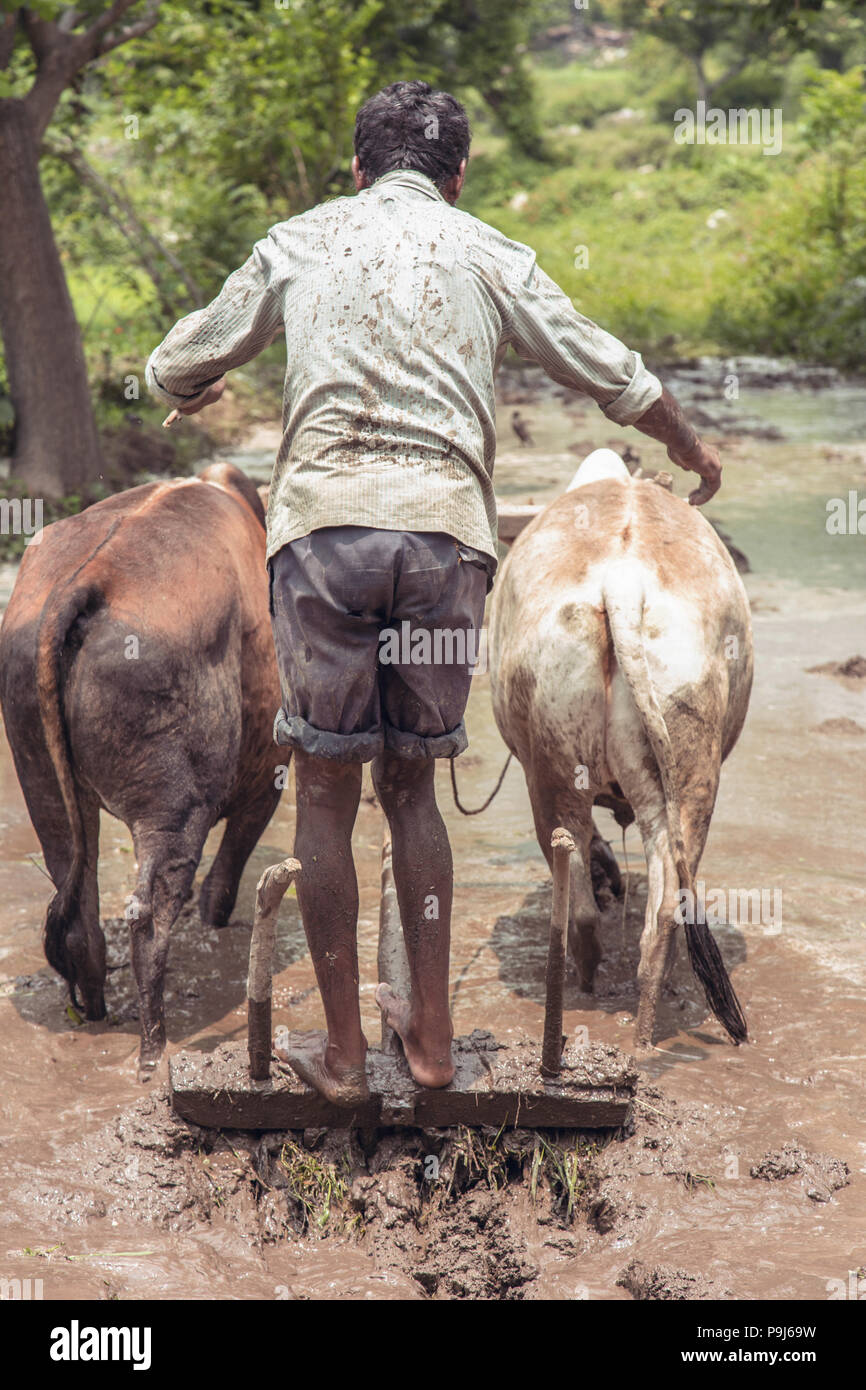 Bull pulling plow hi-res stock photography and images - Alamy