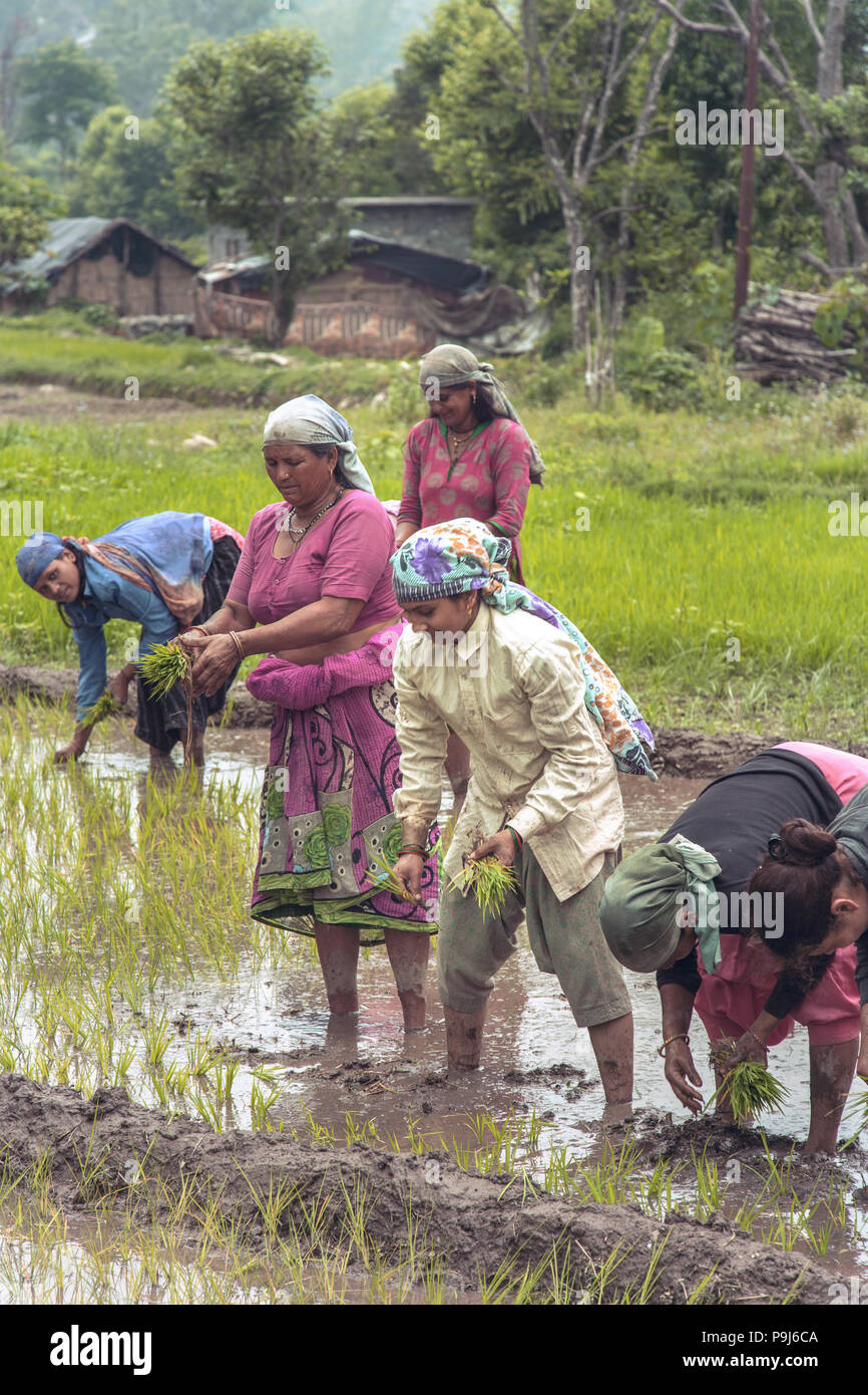 Group of Indian village woman farmers working in a paddy field Stock ...