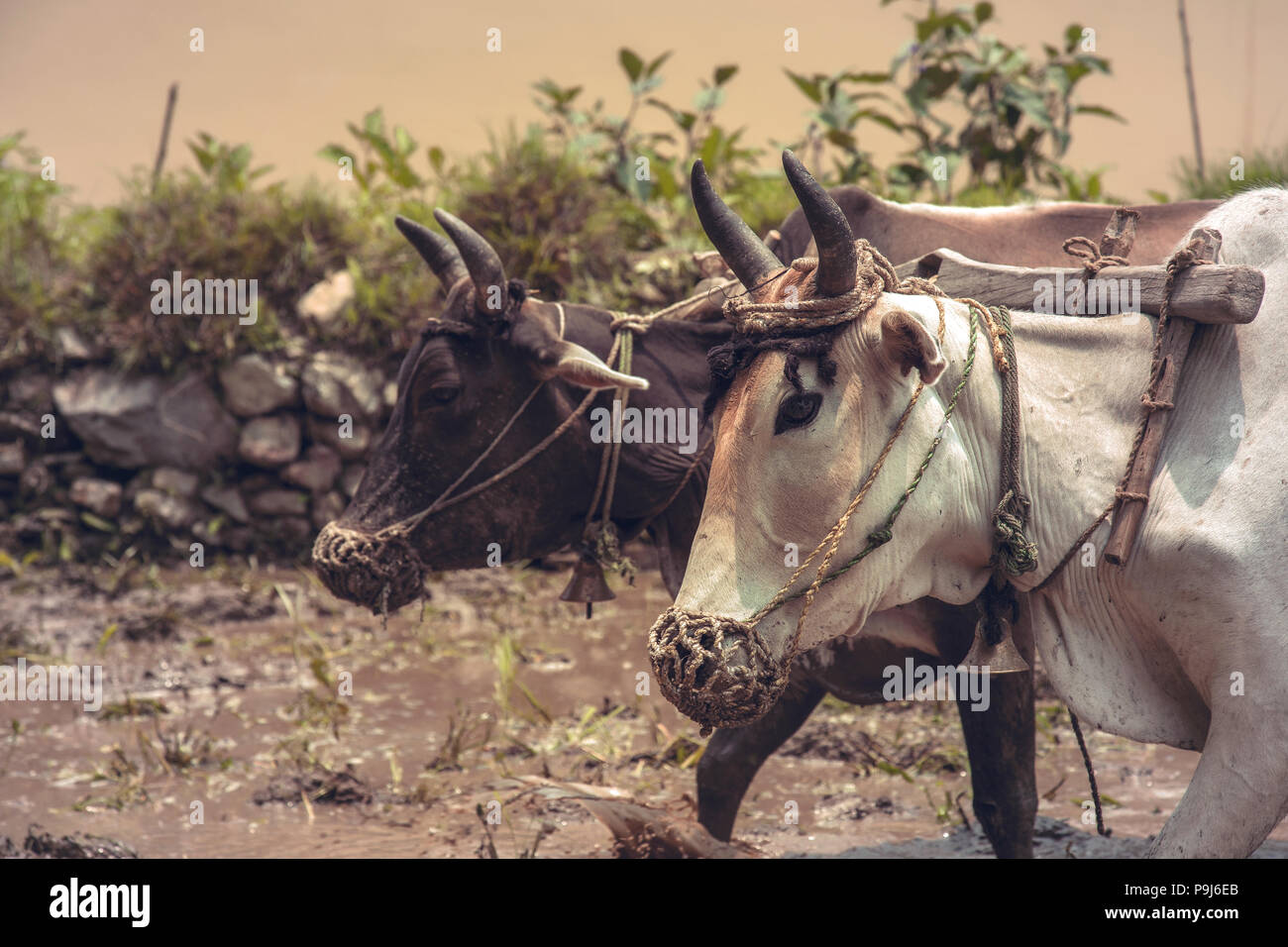 Bull pulling plow hi-res stock photography and images - Alamy