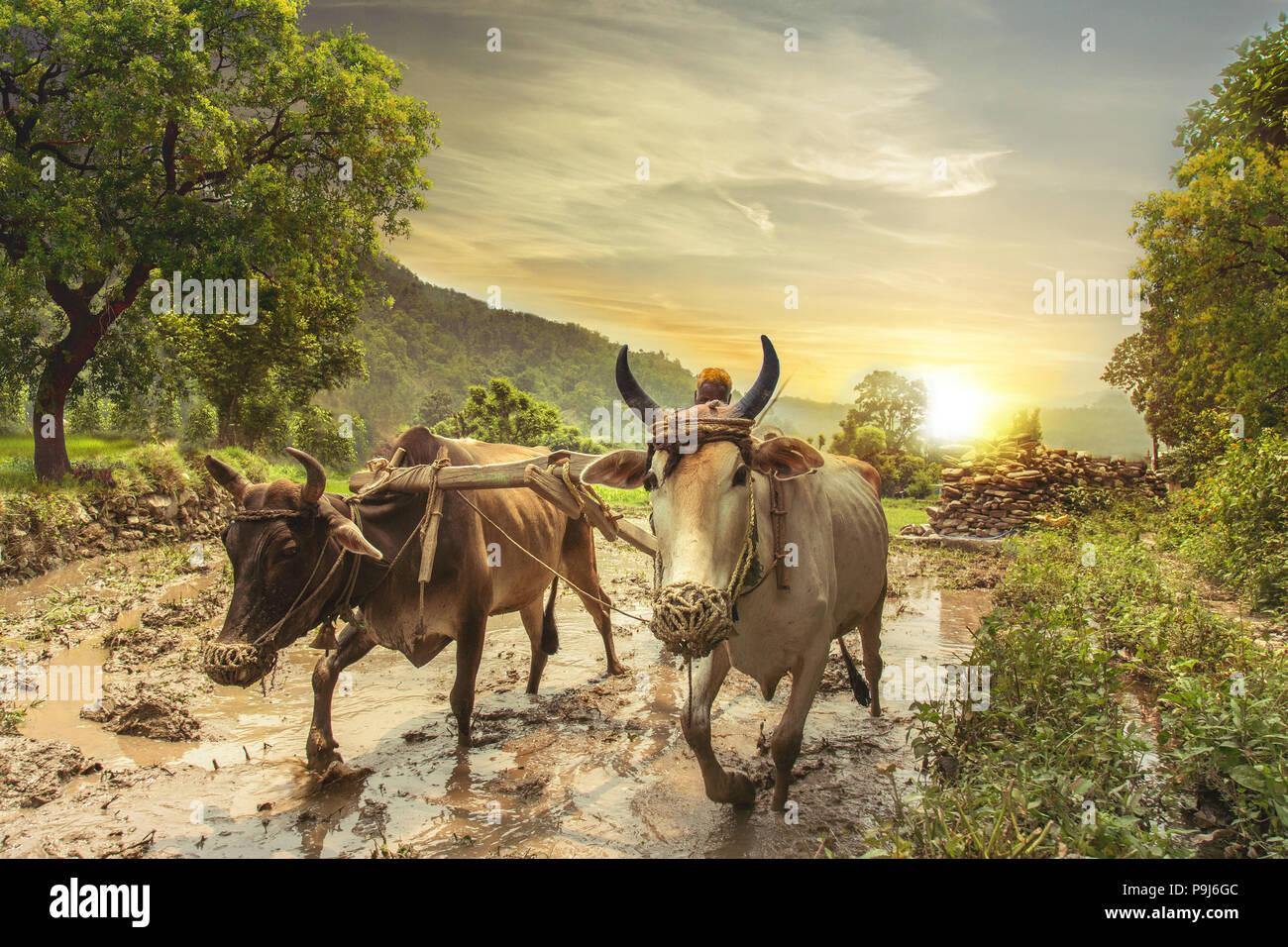 Indian farmer plowing rice fields with a pair of oxen using traditional ...