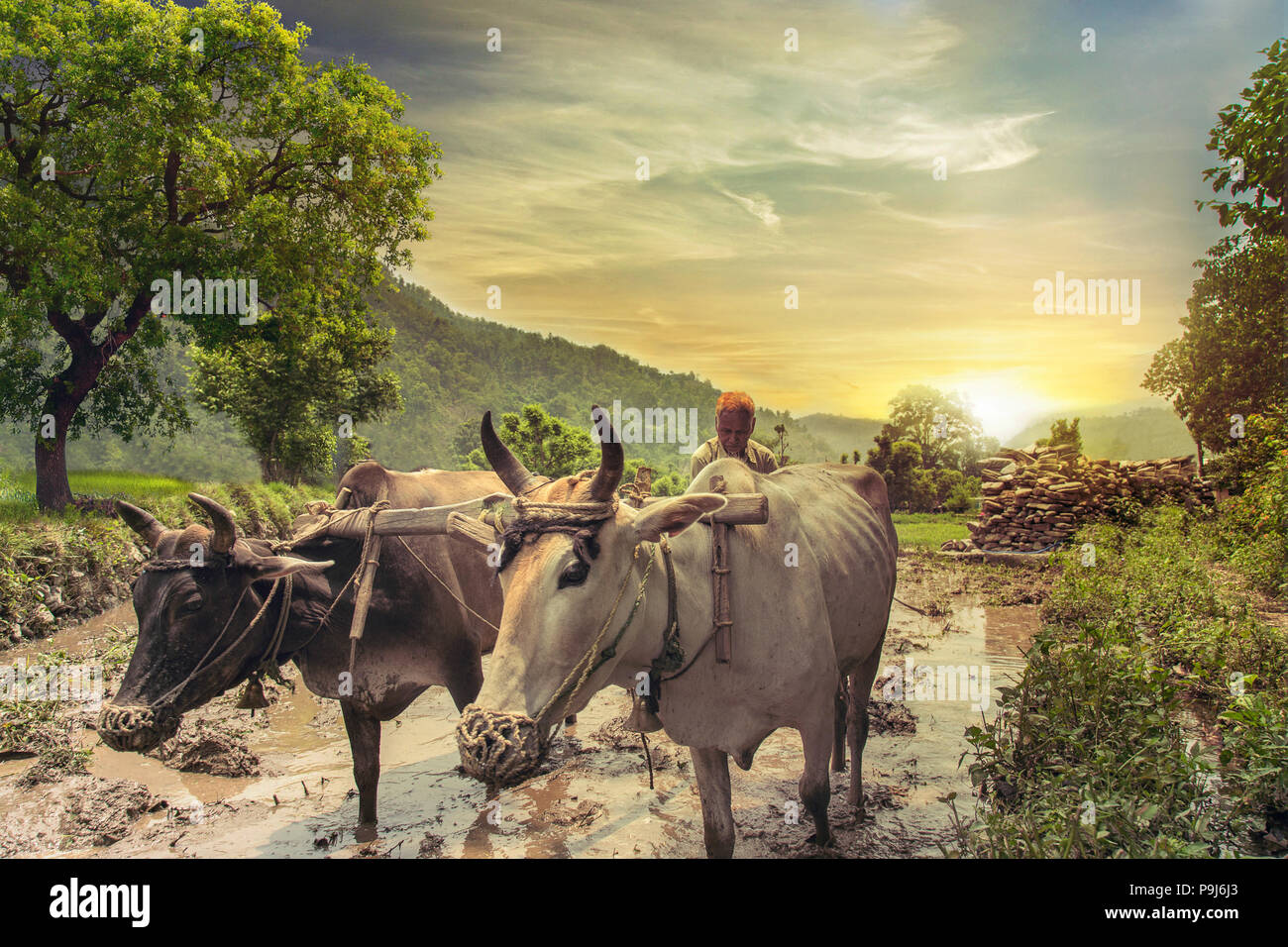Indian farmer plowing rice fields with a pair of oxen using traditional ...