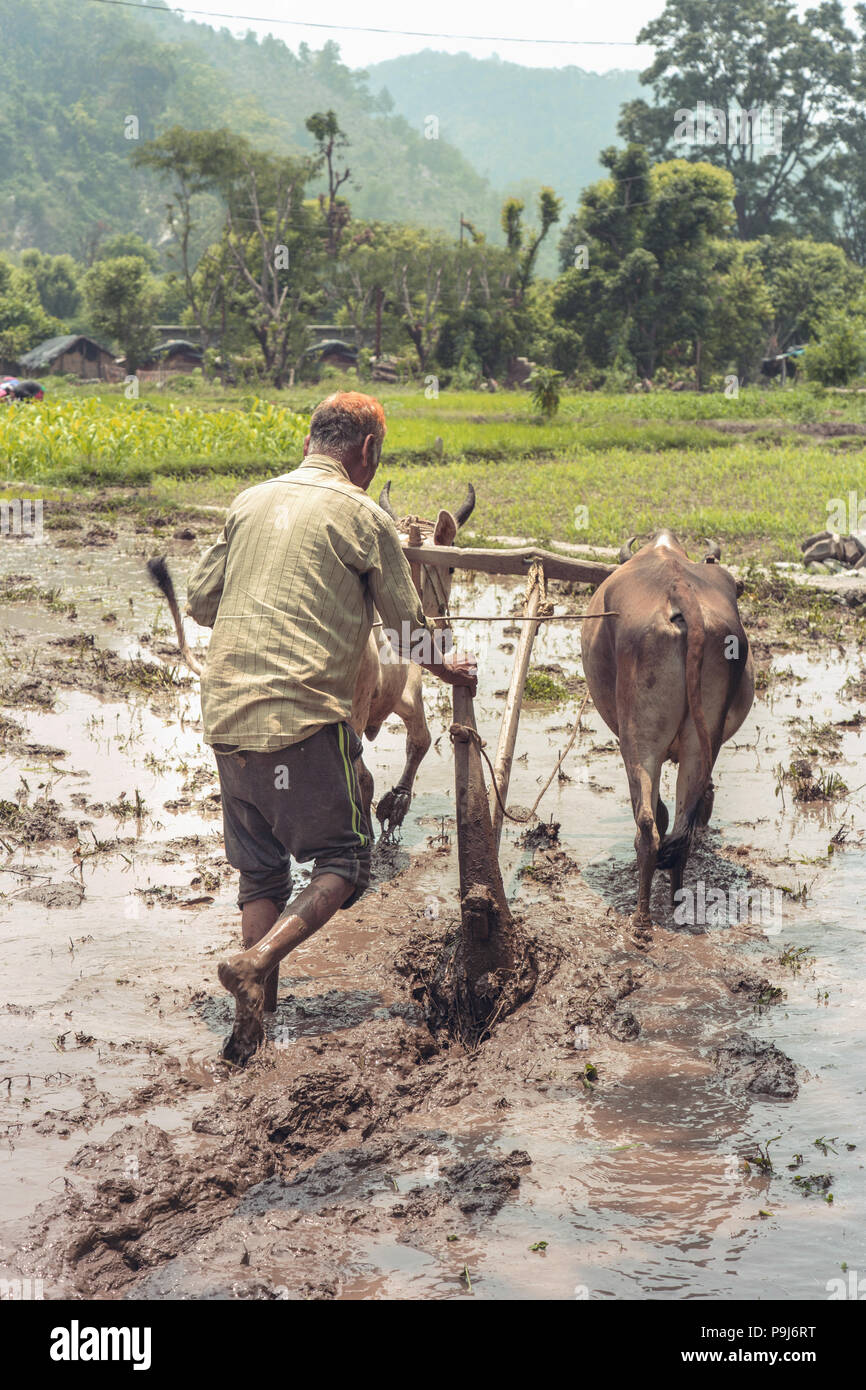 Indian Farmer Plowing Traditionally Photograph By Image World