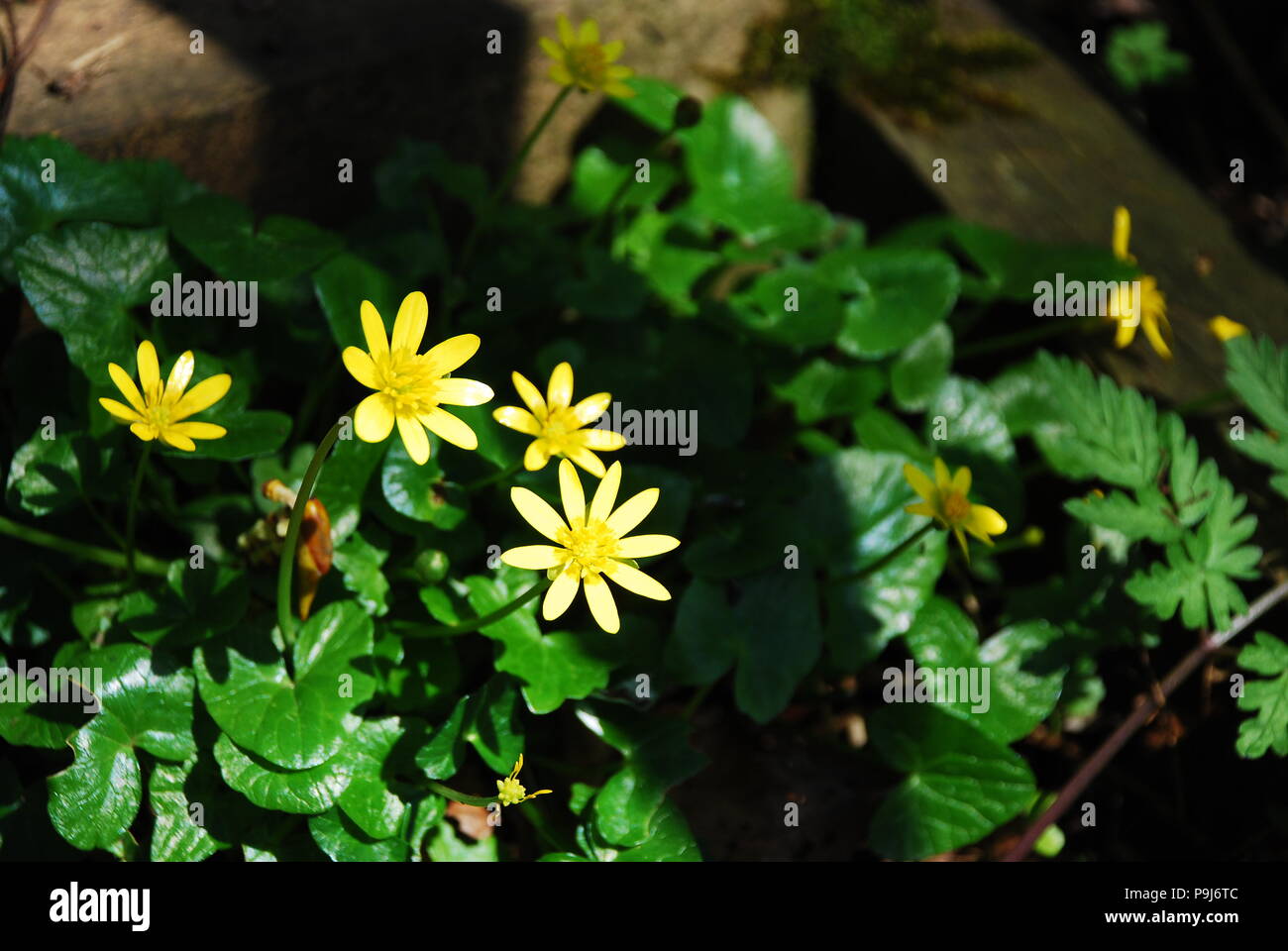 Lesser celandine (Ranunculus ficaria Stock Photo - Alamy