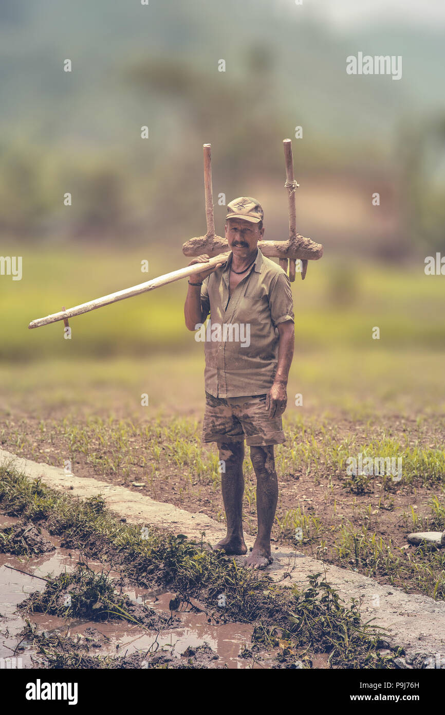 Happy Indian farmer standing with wooden plough in rice field Stock ...