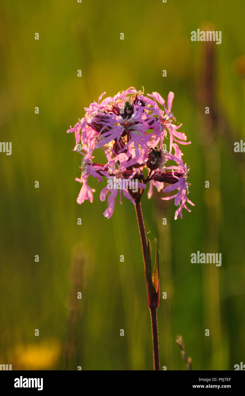 Coombe hill nature reserve hi-res stock photography and images - Alamy