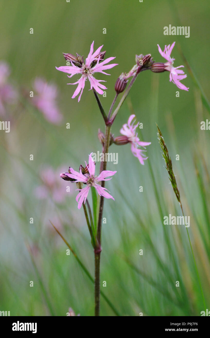 Ragged robin uk hi-res stock photography and images - Alamy