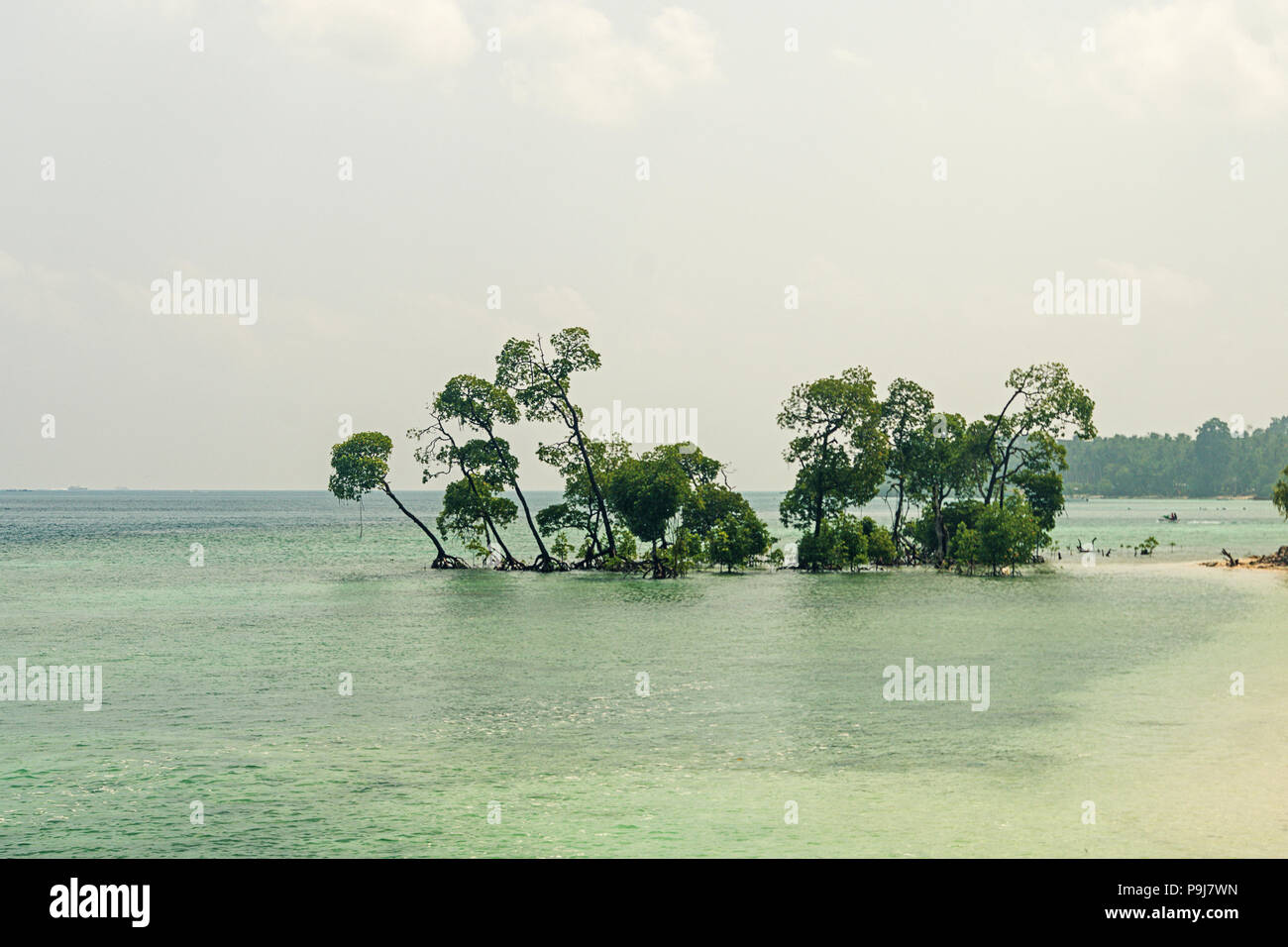 Vintage photo of huge tree in sea water on the beach. The Havelock ...