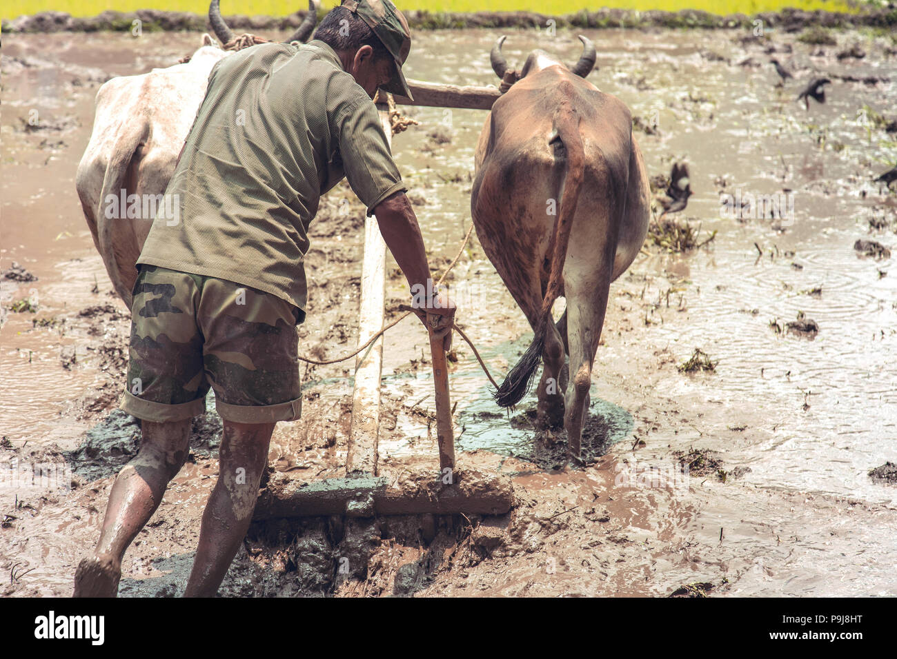 Rice farmer working rice field, rice paddy with two oxen and a wooden ...