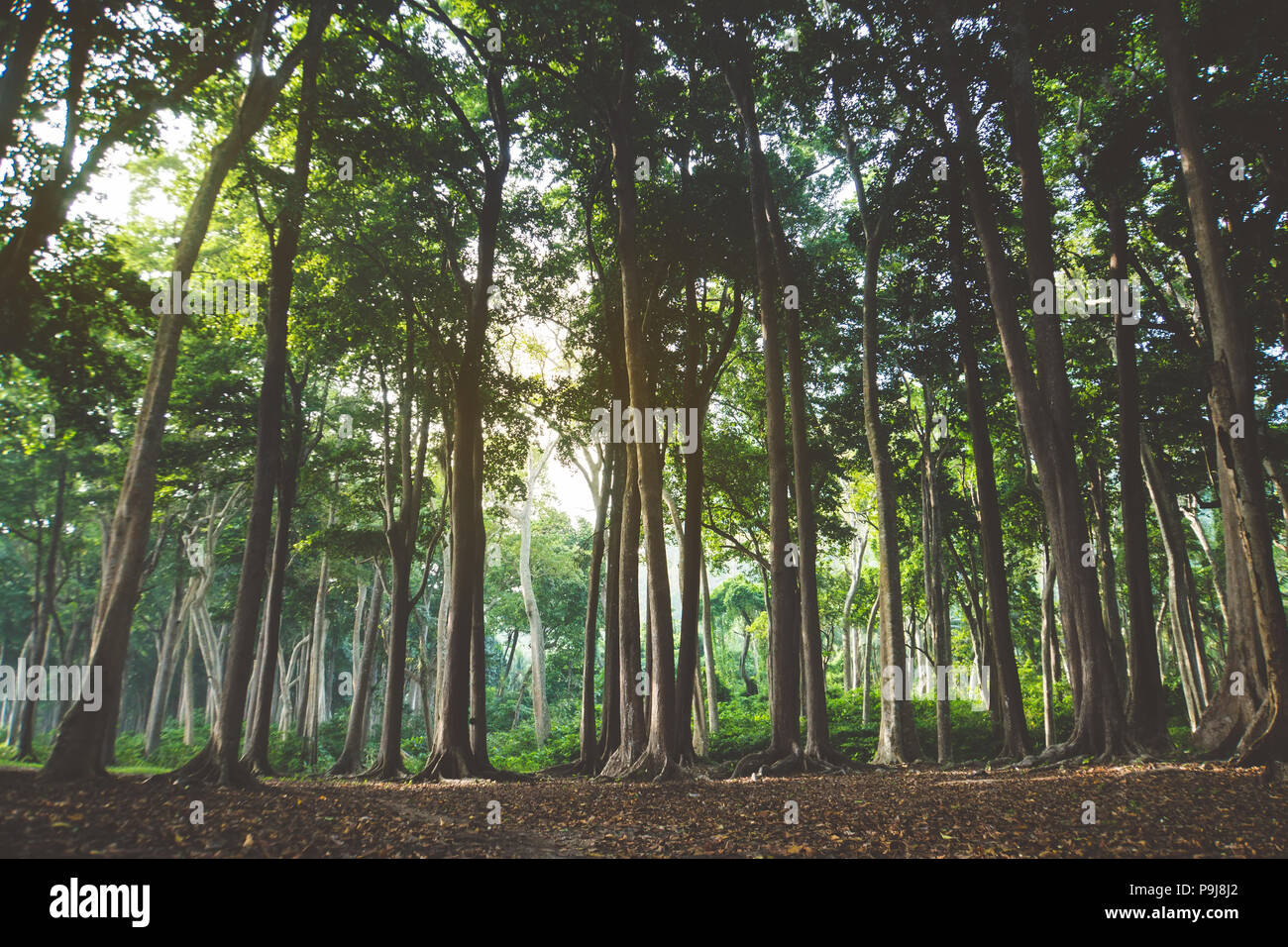 Beautiful summer forest with different trees. Tall trees in sunlight ...