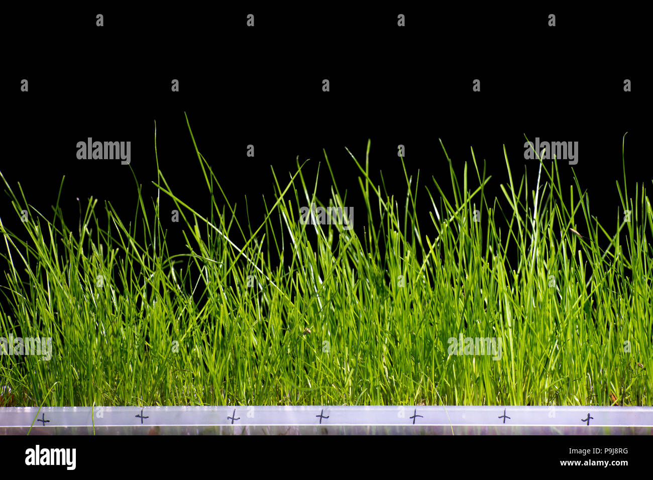 Green grass on black background Stock Photo - Alamy