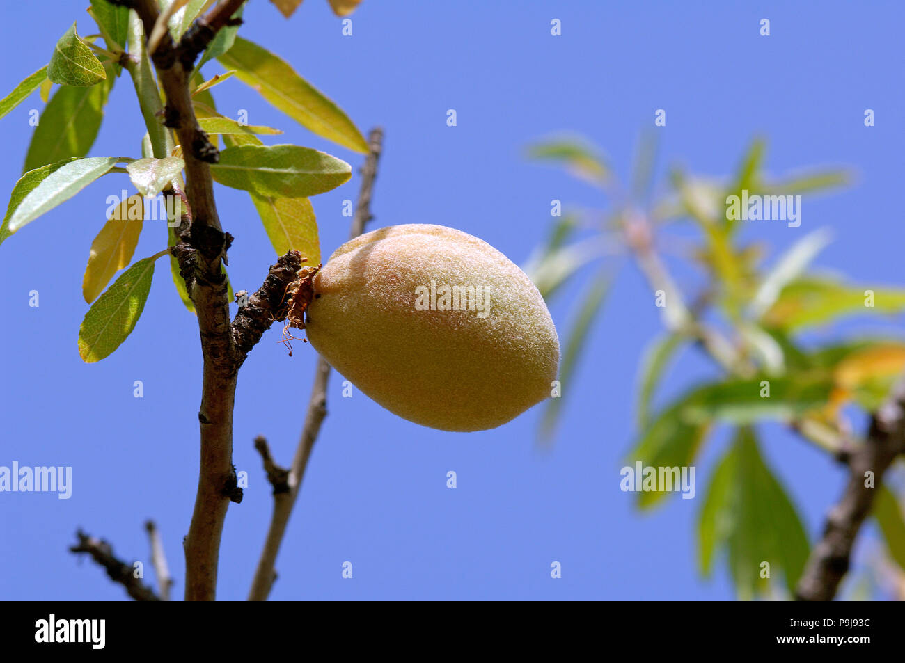 Sweet Almond (Amygdalis communis) - Prunus communis - Prunus dulcis ...