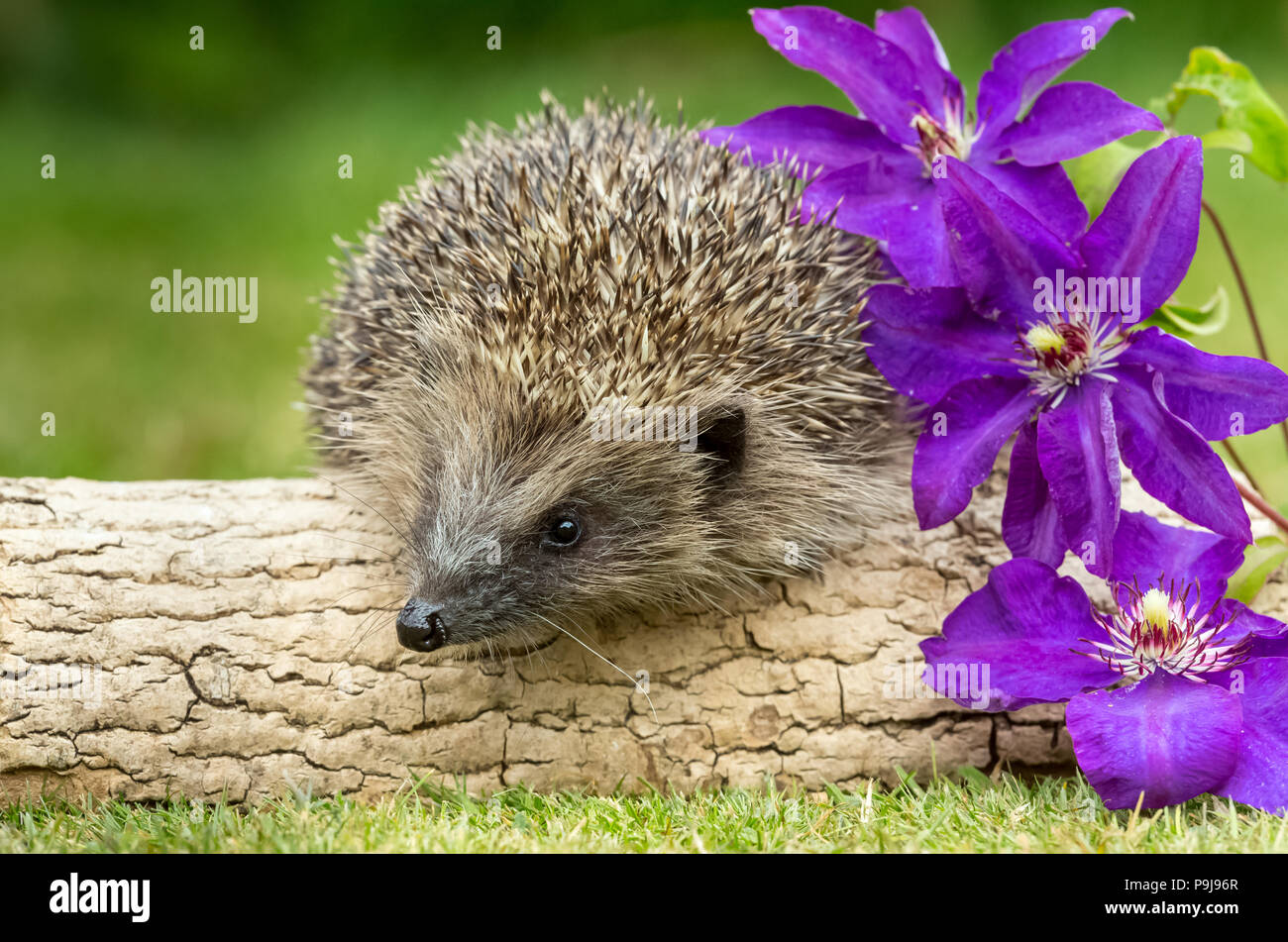Hedgehog, wild, native hedgehog emerging in the garden to forage. Taken ...