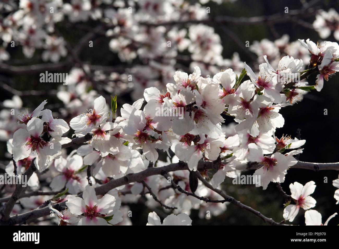 Mandel Almond, flower (Prunus dulcis), France Stock Photo - Alamy