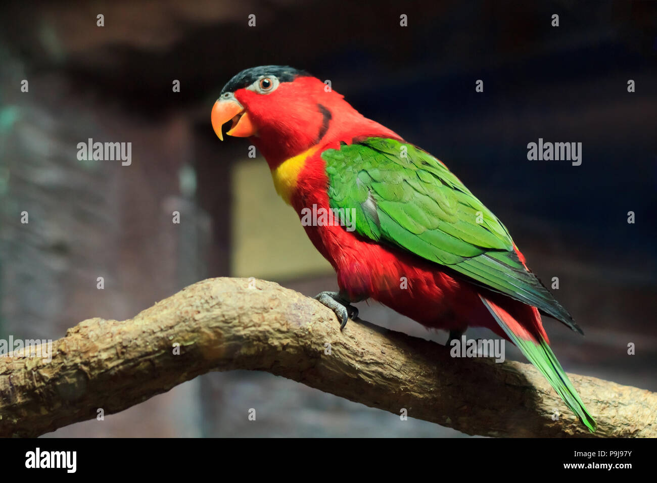 Beautiful red parrot bird close up Stock Photo - Alamy
