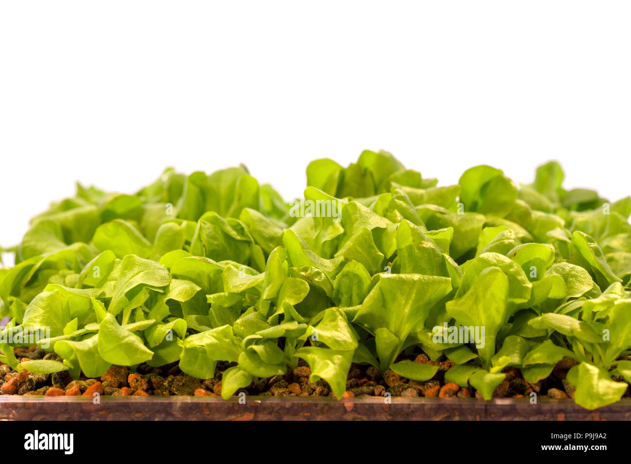 Young shoots of lettuce on white background Stock Photo - Alamy