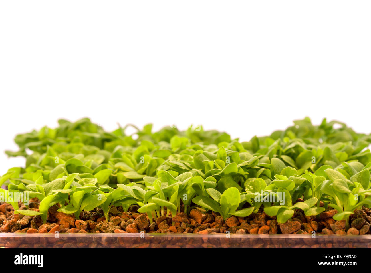 Young shoots of lettuce on white background Stock Photo - Alamy