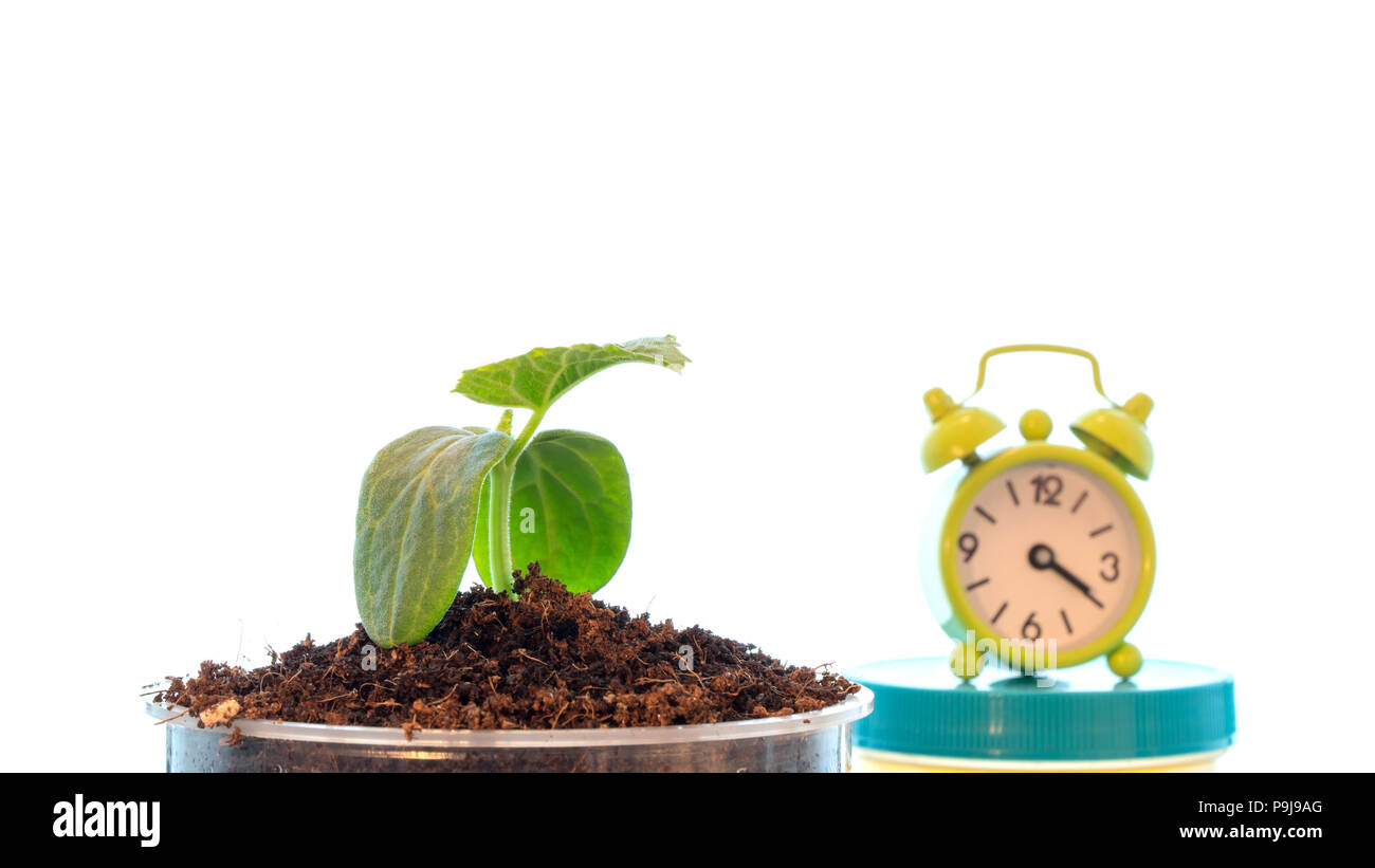 Plant grow with alarm clock Stock Photo - Alamy