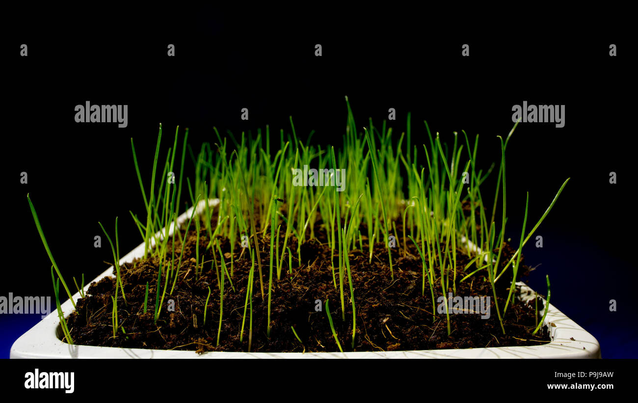 green grass in flower pod Stock Photo - Alamy