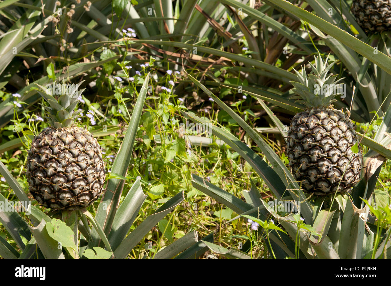 Ananas field hi-res stock photography and images - Alamy