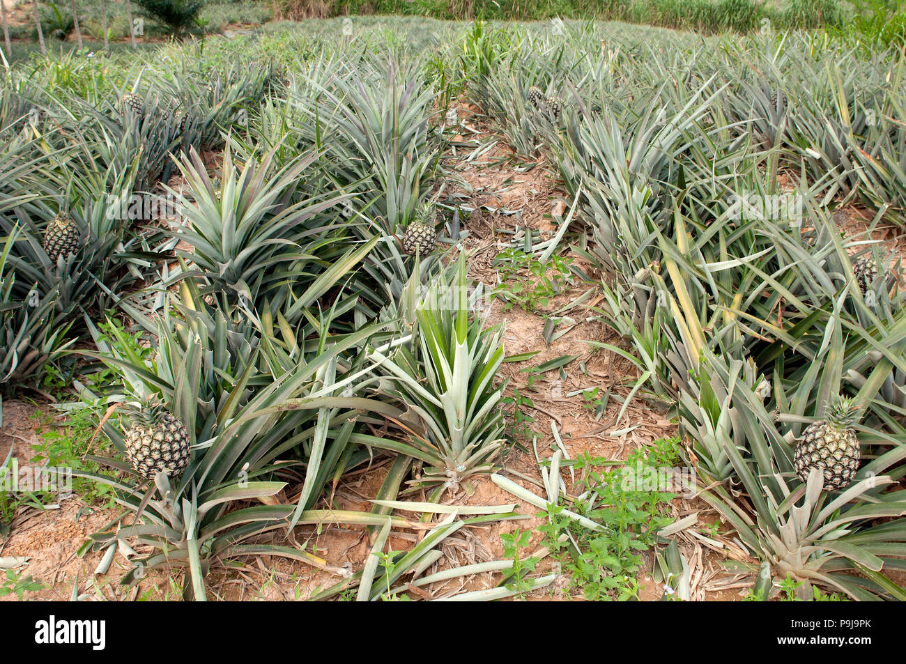 Pineapple plantations hi-res stock photography and images - Alamy