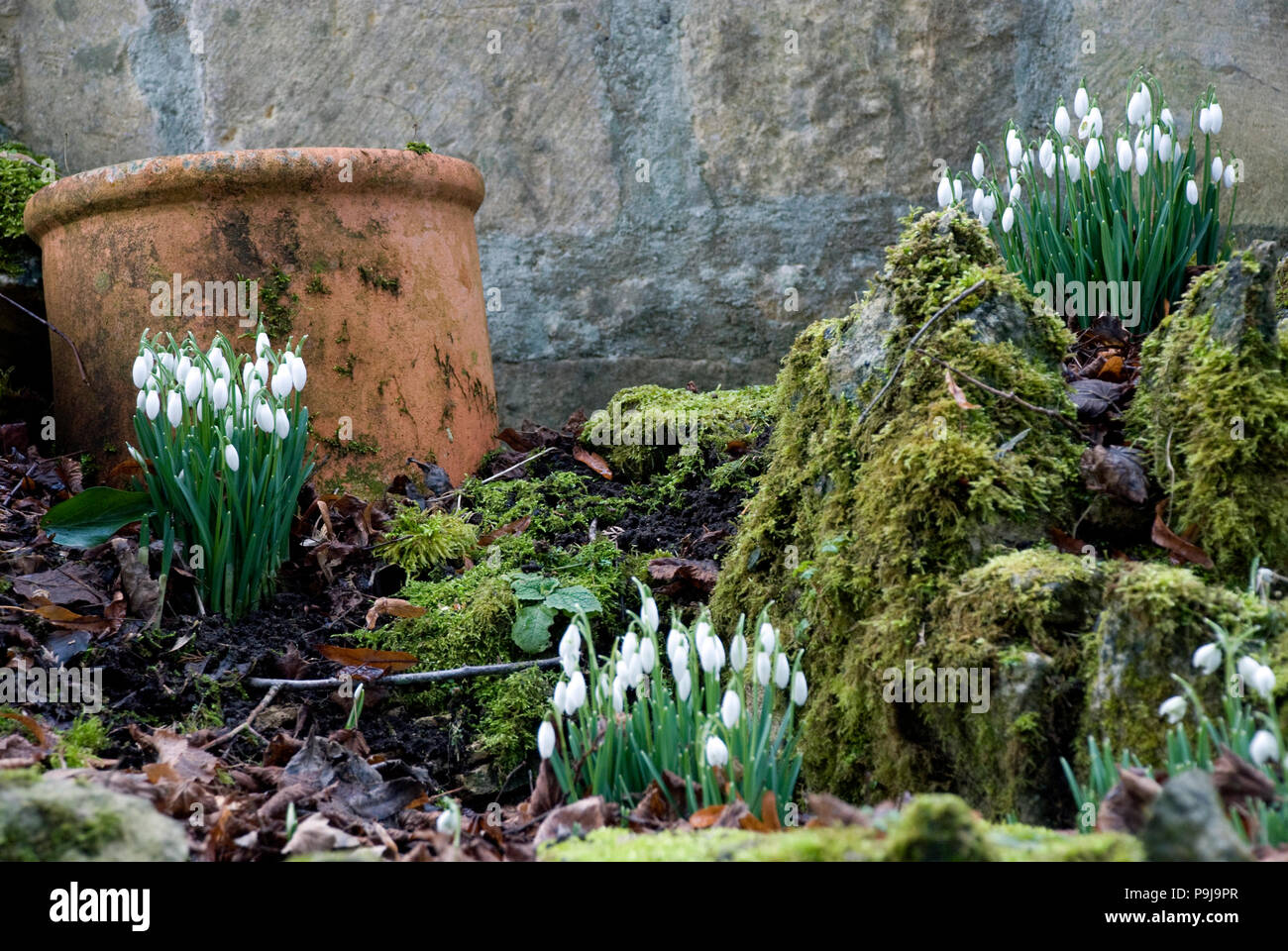 Galanthus magnet hi-res stock photography and images - Alamy