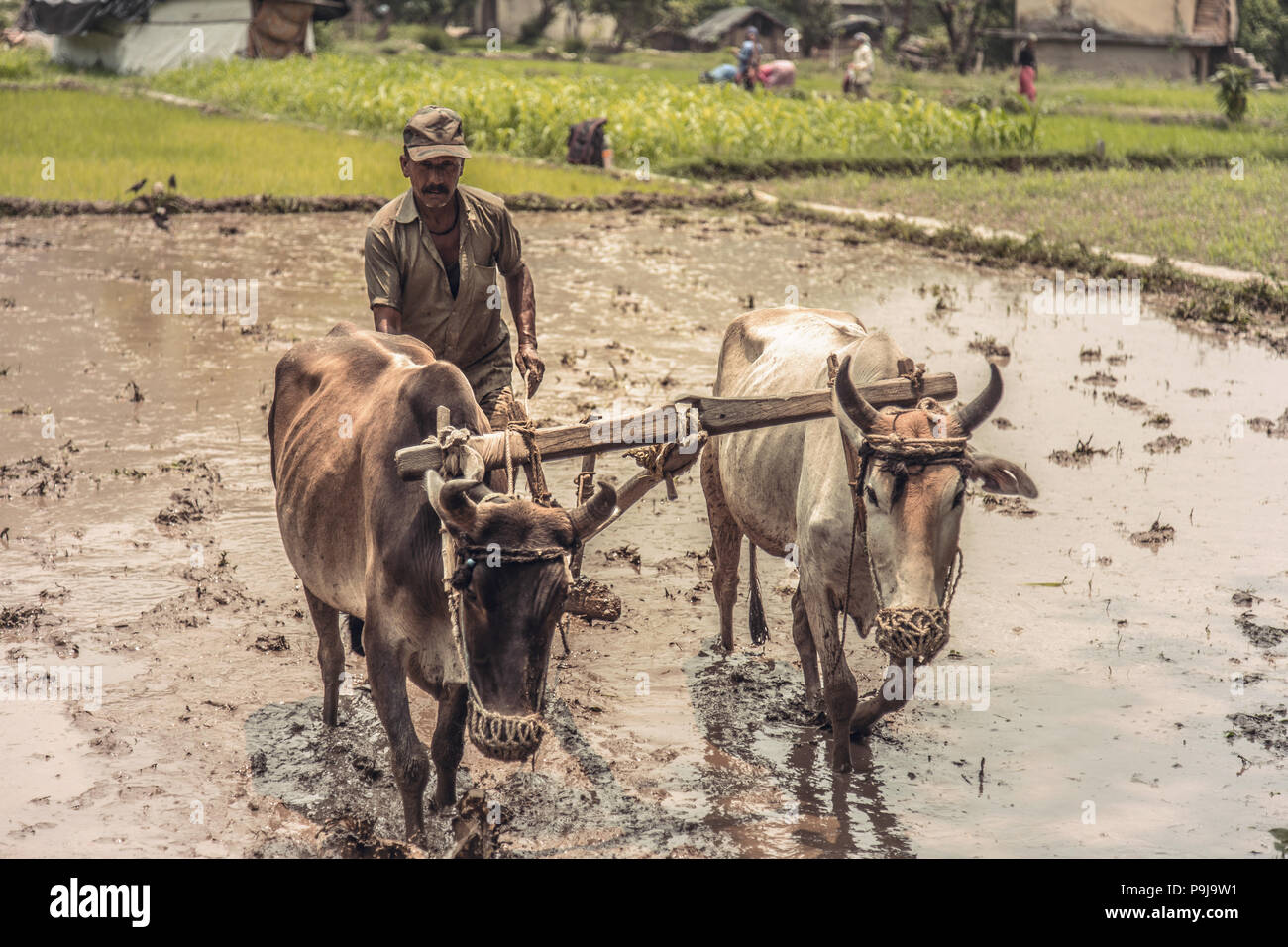 Bull pulling plow hi-res stock photography and images - Alamy