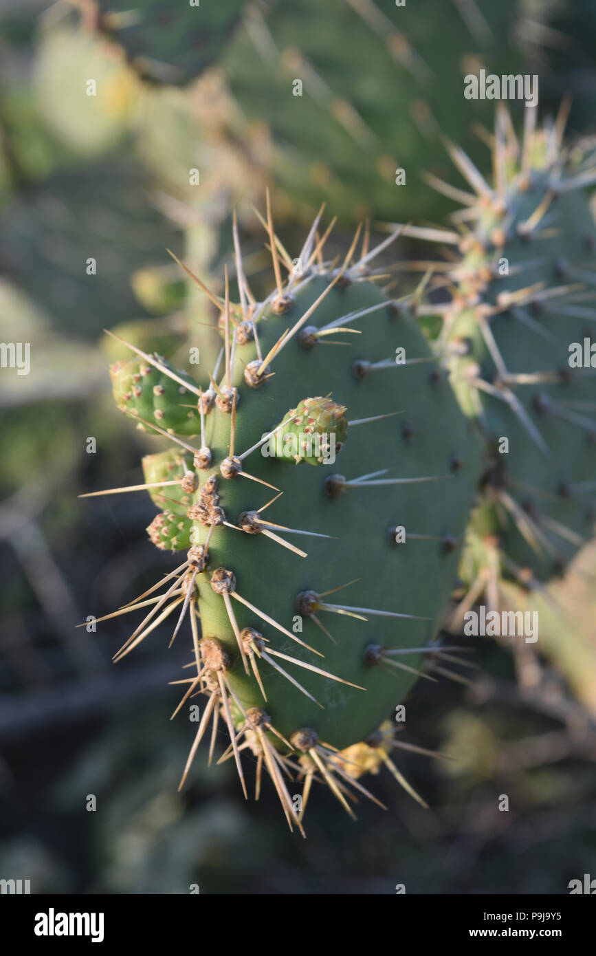 Cactus with protruding sharp points in Aruba Stock Photo - Alamy