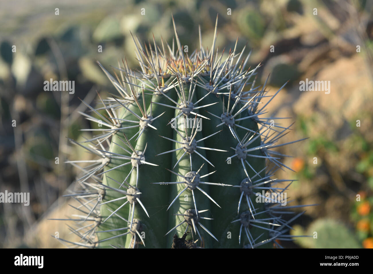 Wild cactus up close up and personal Stock Photo - Alamy