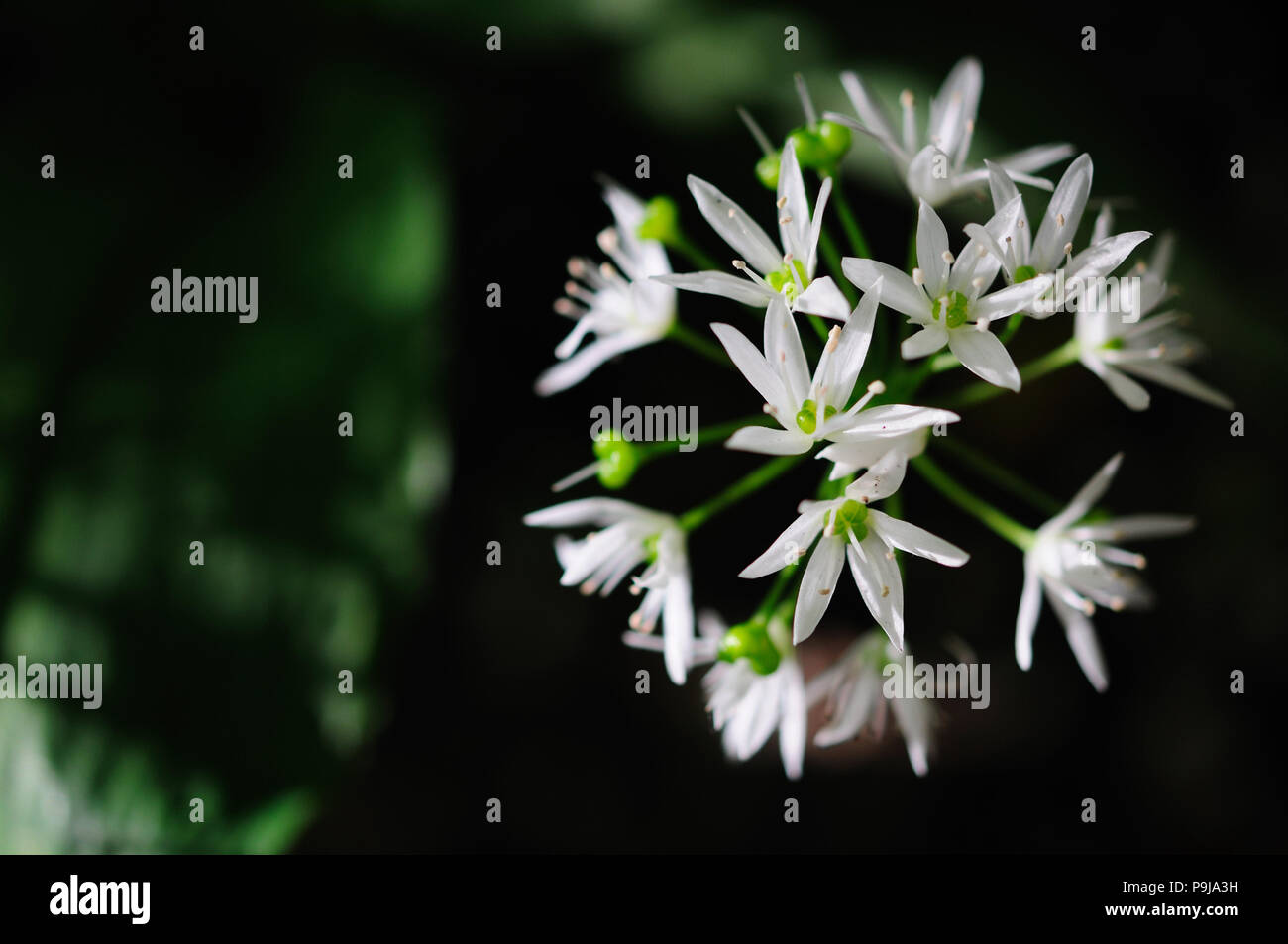 Wild garlic (Allium ursinum Stock Photo - Alamy