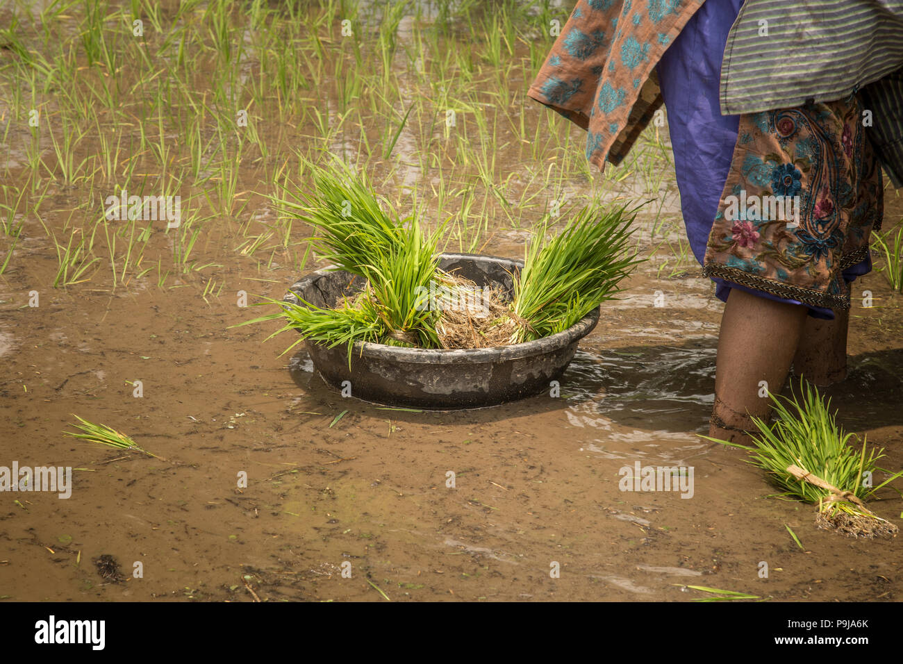 Indian Village Women harvesting the paddy field Stock Photo - Alamy