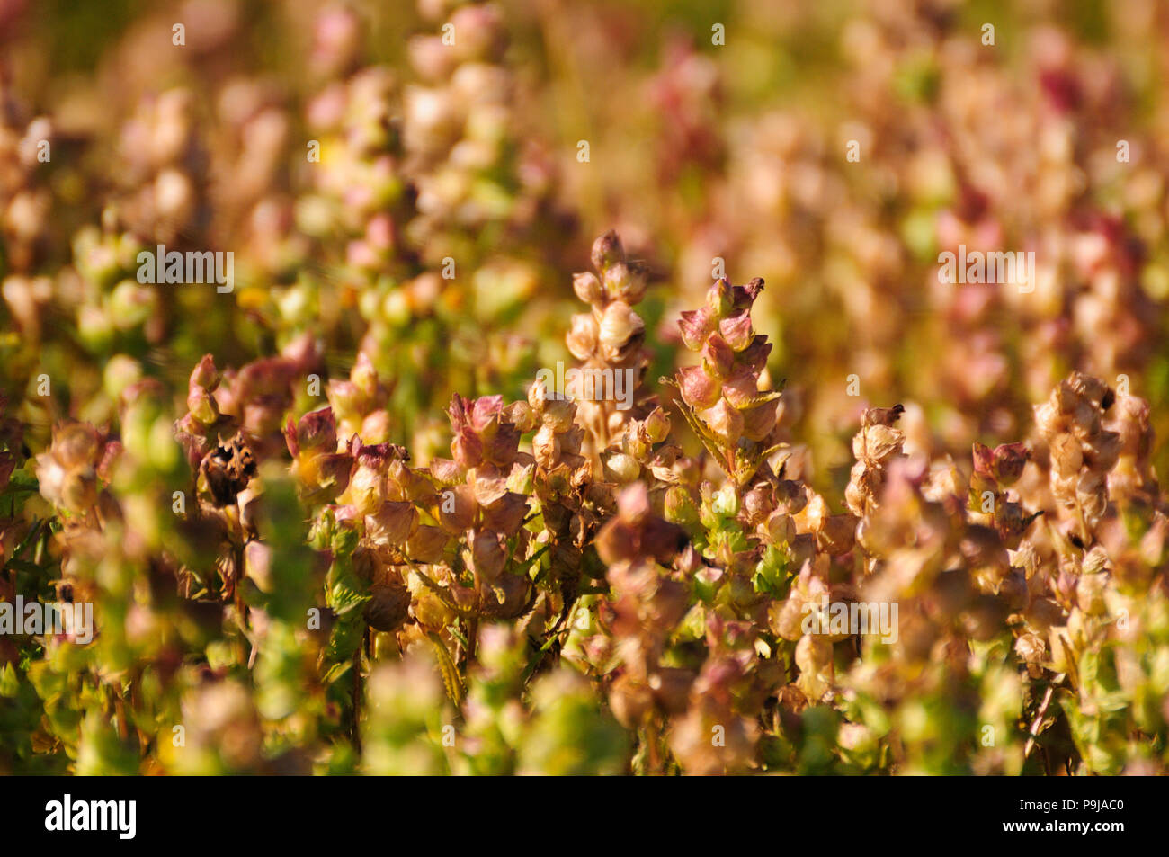 Yellow rattle (Rhinanthus minor), seed heads, UK Stock Photo - Alamy