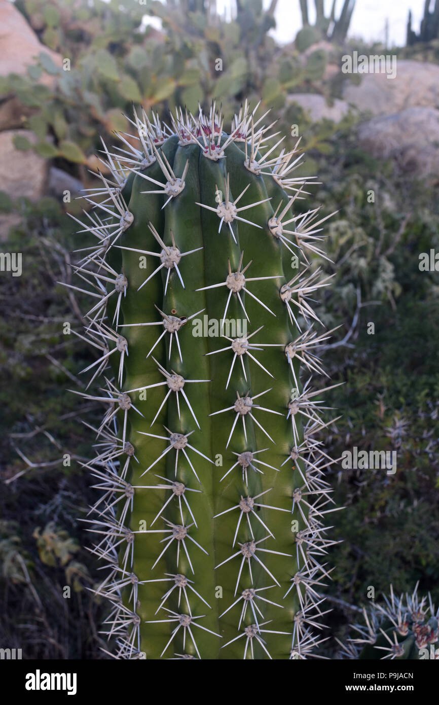 Cactus with sharp barbs running up and down Stock Photo - Alamy