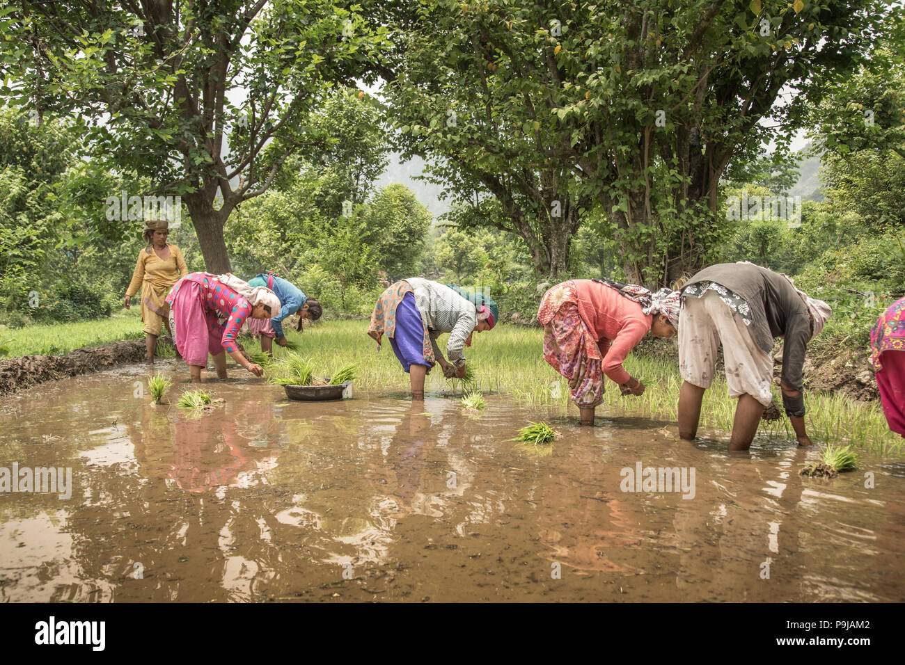 Group of Indian village woman farmers working in a paddy field Stock ...