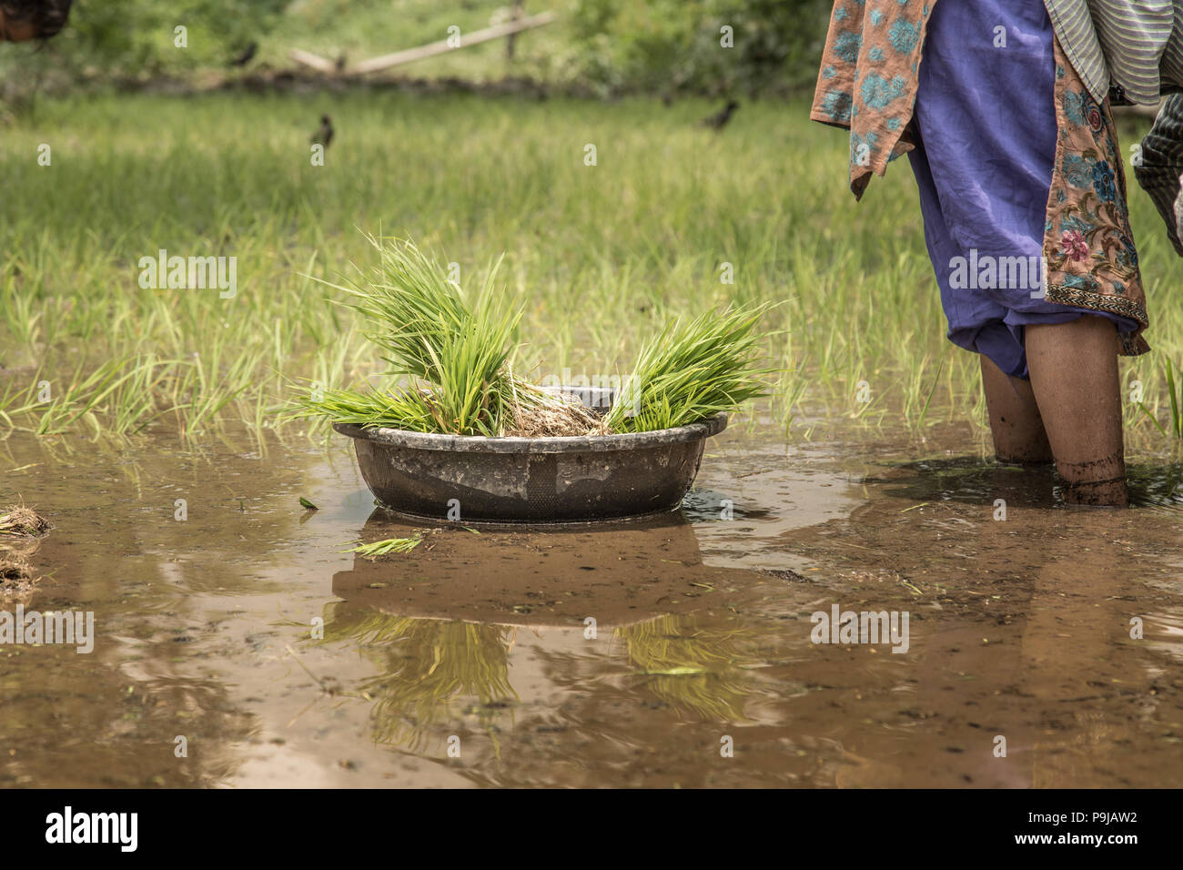 Indian Village Women harvesting the paddy field Stock Photo - Alamy