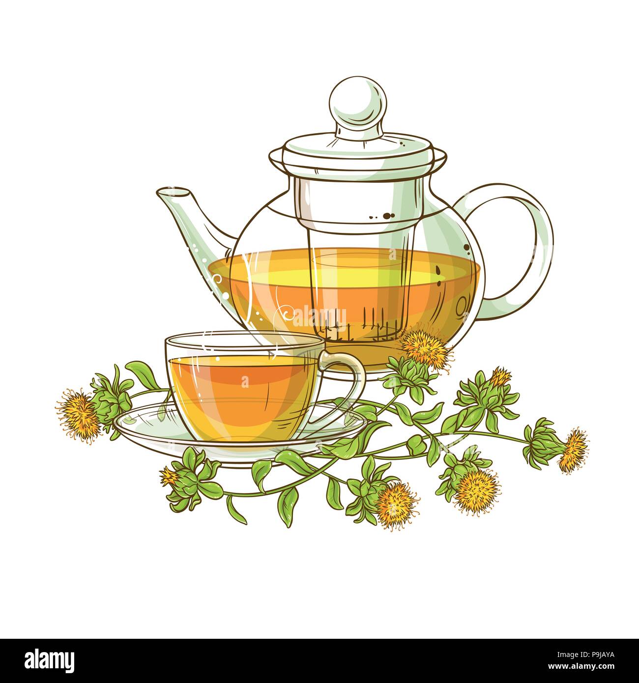 safflower tea vector illustration on white background Stock Vector ...