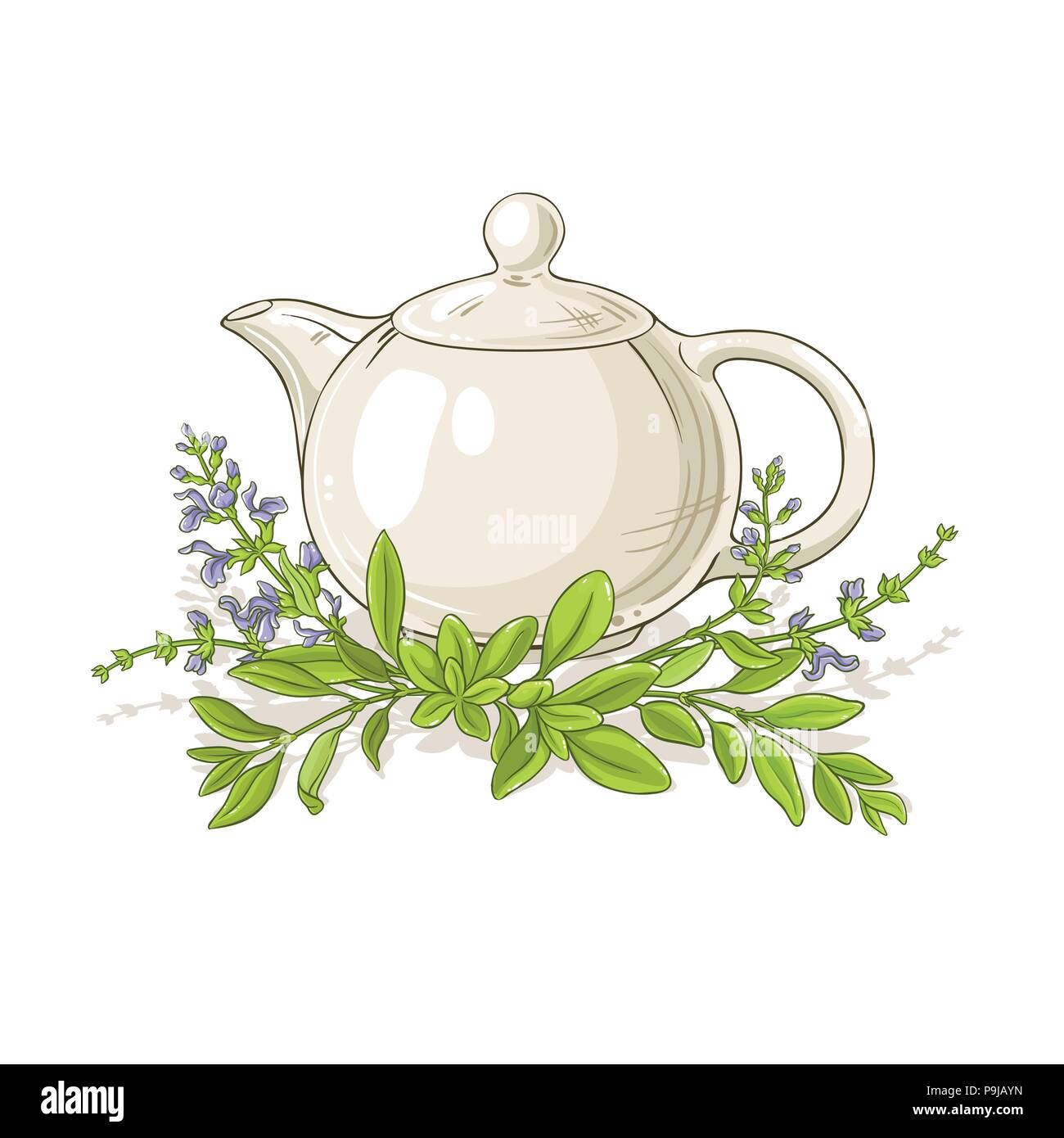 Sage herb on white Stock Vector Images - Alamy