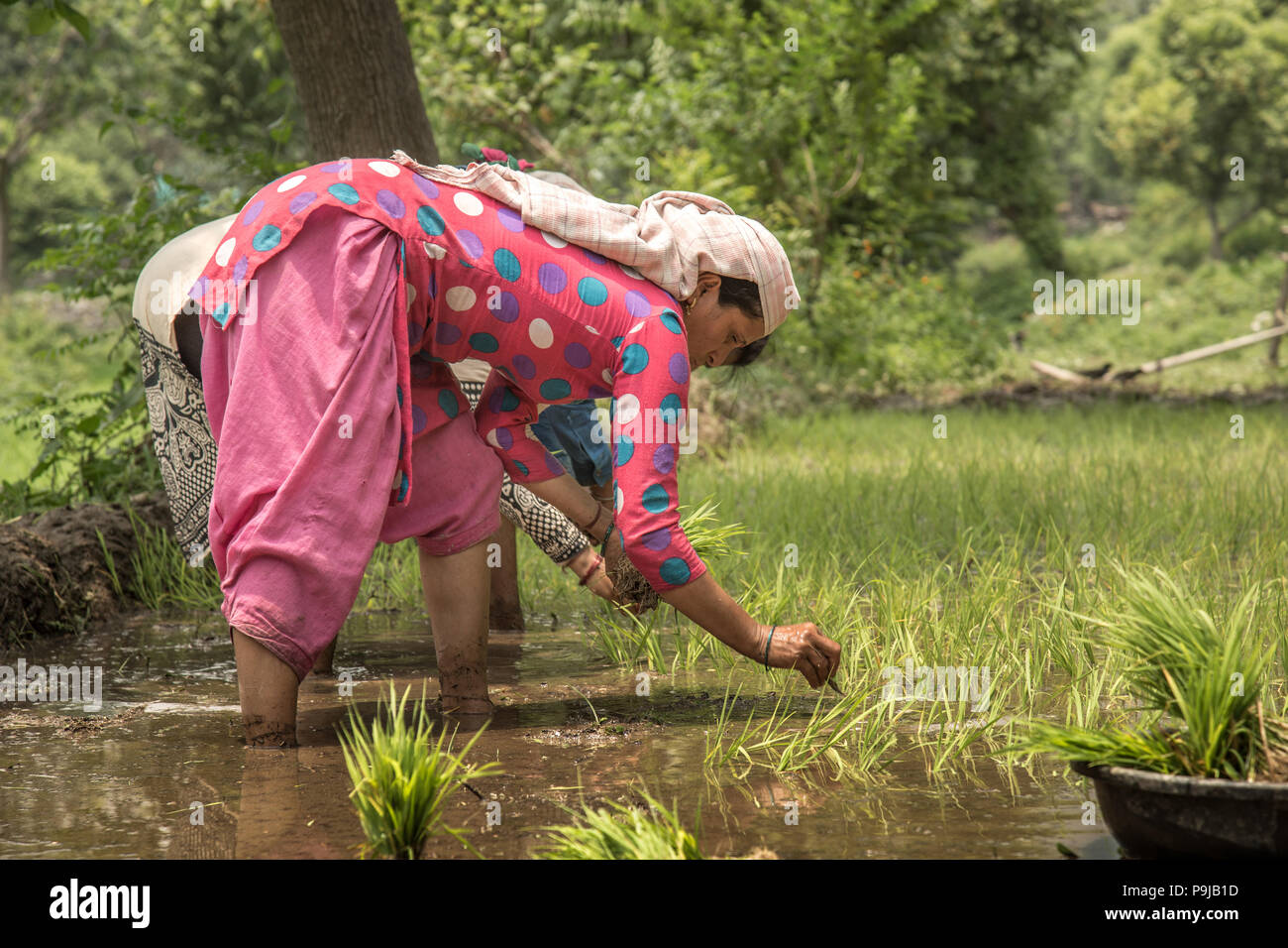 Indian Village Women harvesting the paddy field Stock Photo - Alamy