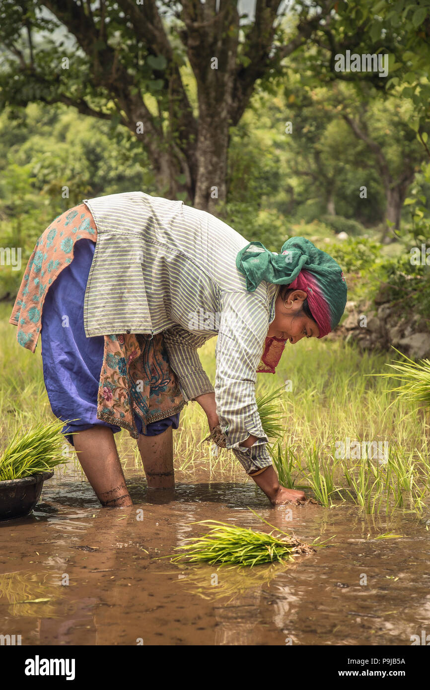 Indian Village Women harvesting the paddy field Stock Photo - Alamy